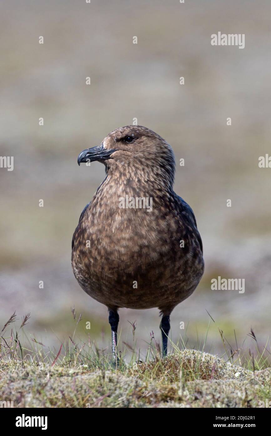 Great skua (Stercorarius skua) in moorland in summer Stock Photo - Alamy