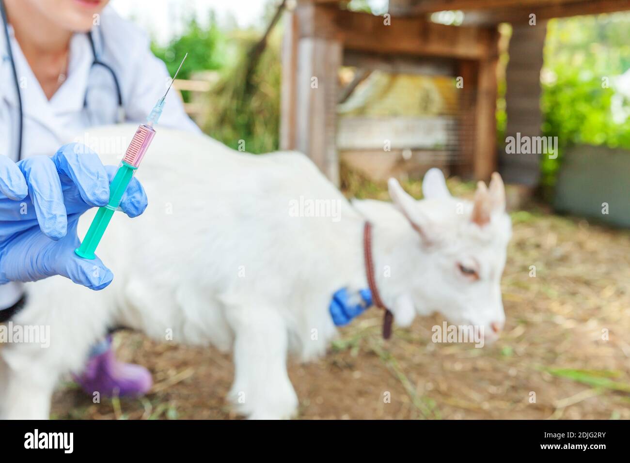 Young veterinarian woman with syringe holding and injecting goat kid on ...