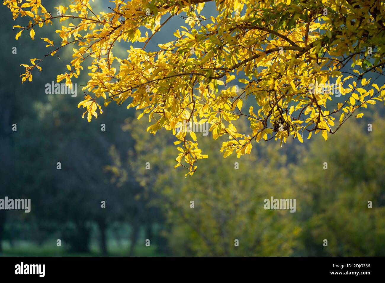 Back lit yellow autumn tree foliage in an israeli forest near Jerusalem ...