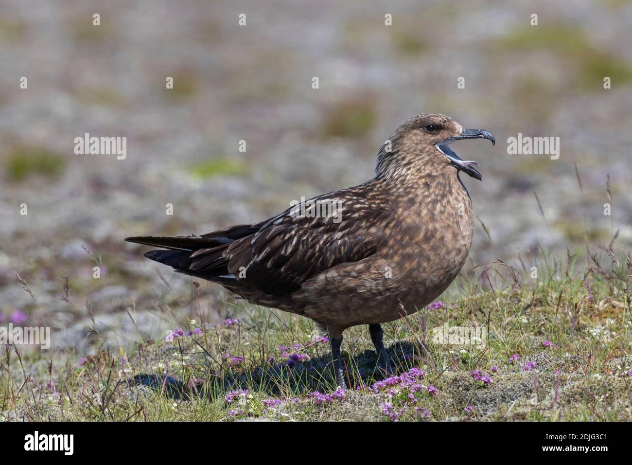 Great skua (Stercorarius skua) calling on the tundra in summer, Iceland ...