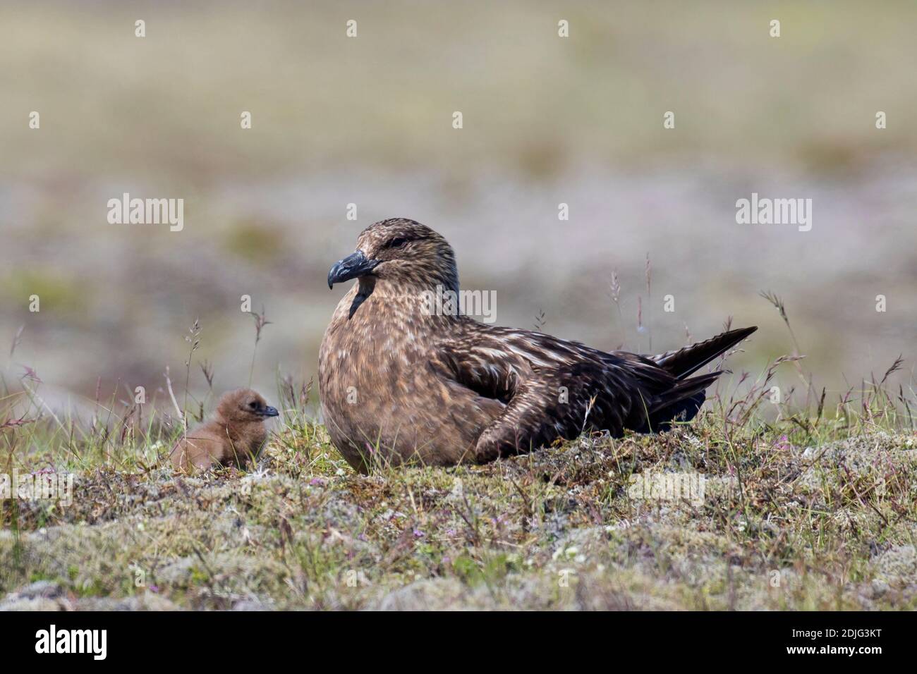 Great skua (Stercorarius skua) with chick nesting on the tundra in ...