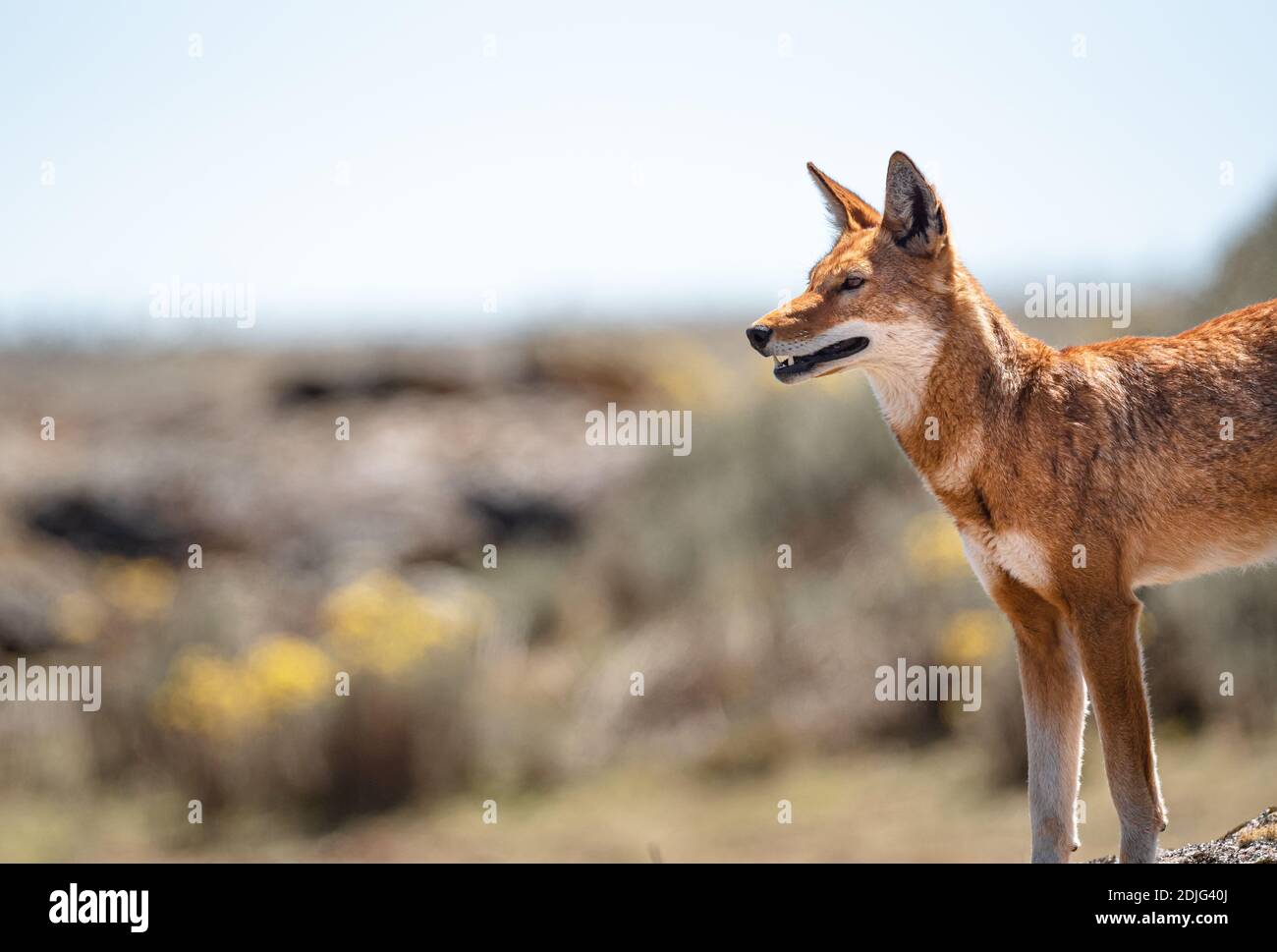 Simien Fox High Resolution Stock Photography and Images - Alamy
