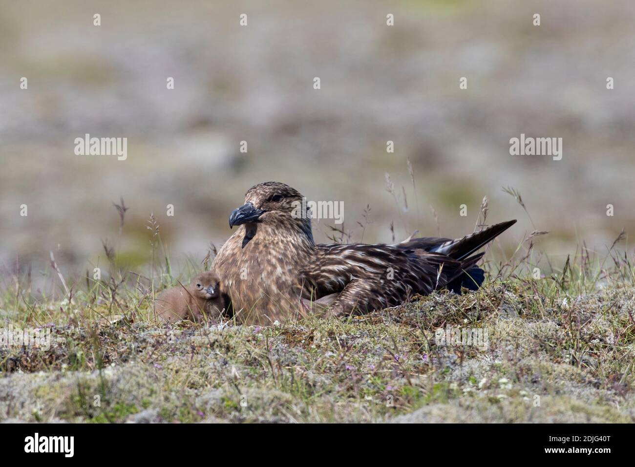 Great skua (Stercorarius skua) with chick nesting on the tundra in ...