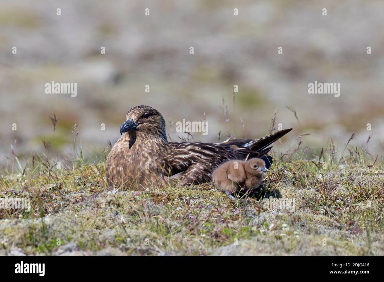 Great skua (Stercorarius skua) with chick nesting on the tundra in ...