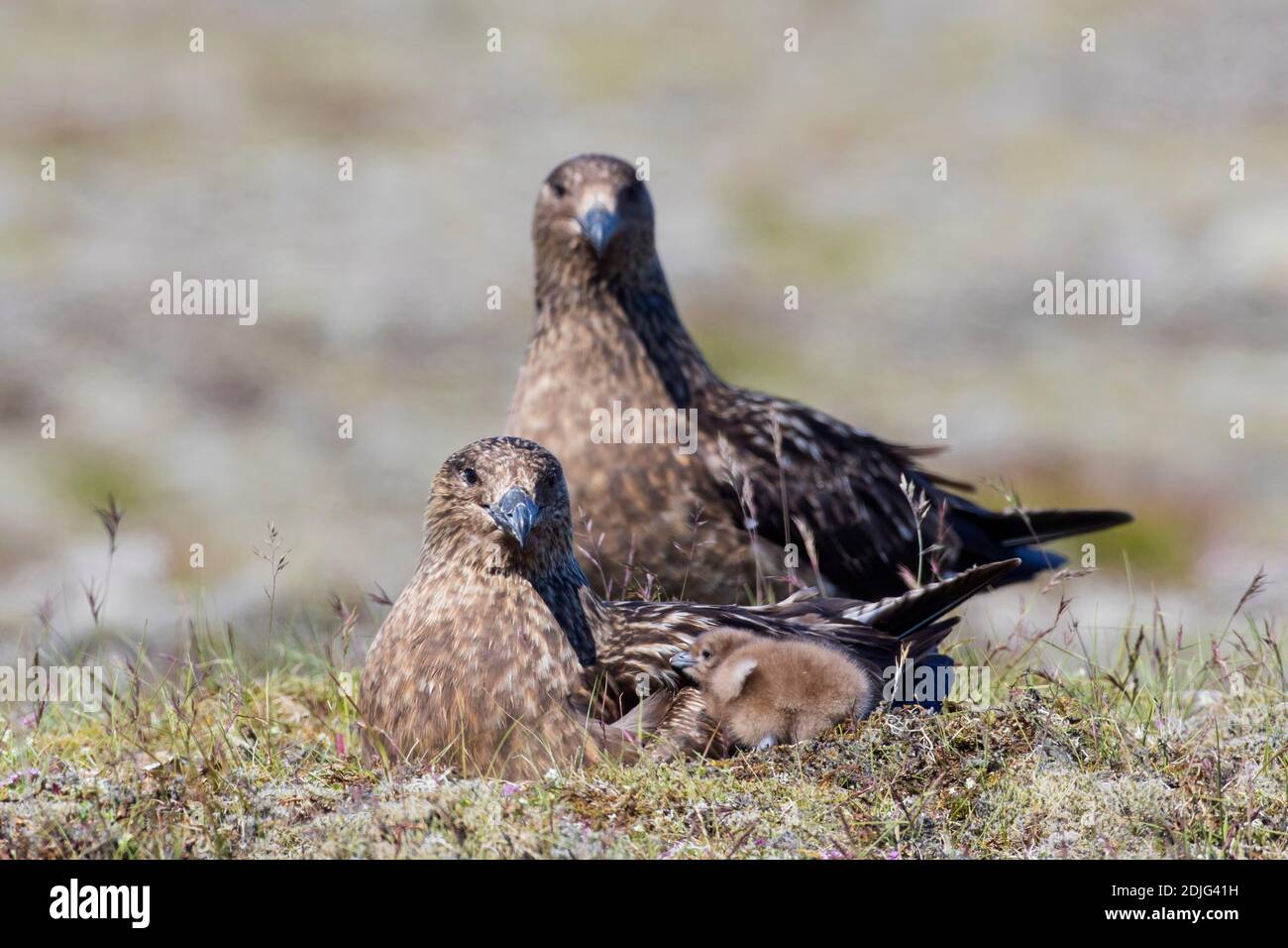 Great skua (Stercorarius skua) pair with chick nesting on the tundra in ...