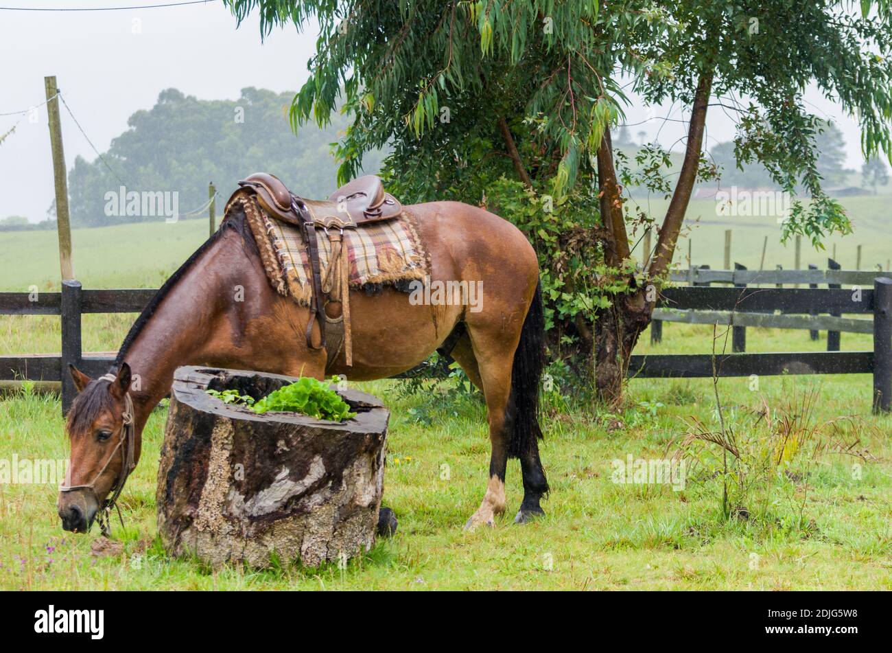 Beautiful horse in native field on rainy day Stock Photo - Alamy Beautiful horse in native field on rainy day Stock Photo - Alamy