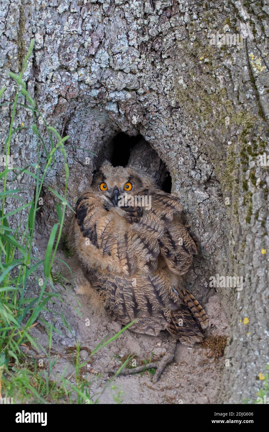 Eurasian eagle-owl / young European eagle-owl (Bubo bubo) owlet sitting ...