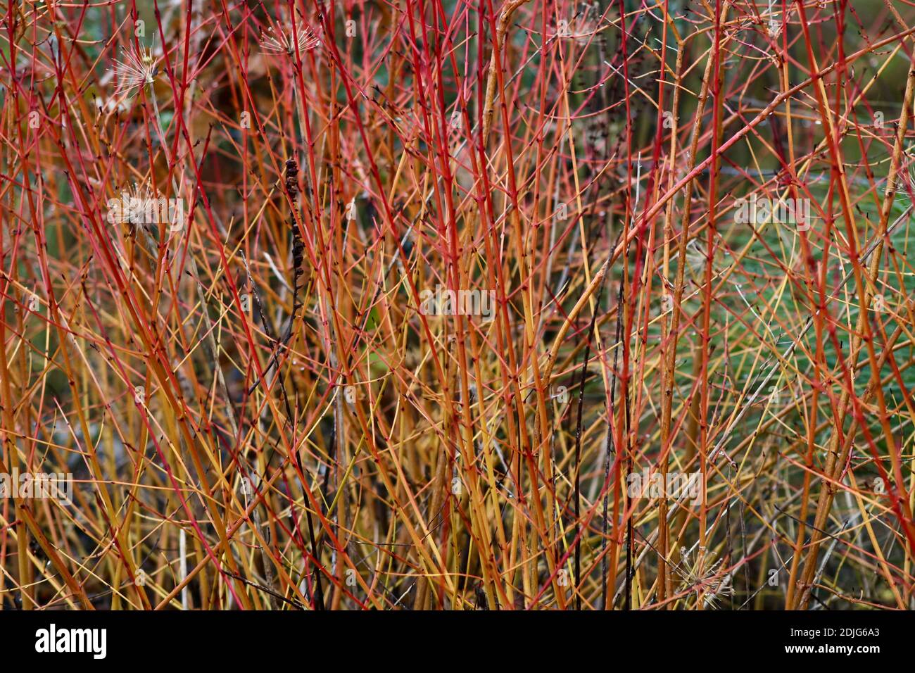 Cornus mid winter fire red architectural shrub giving winter colour ...