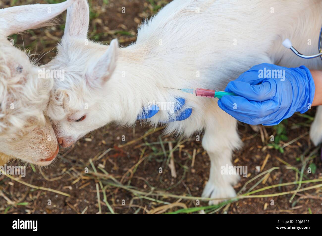 Young veterinarian woman with syringe holding and injecting goat kid on ...