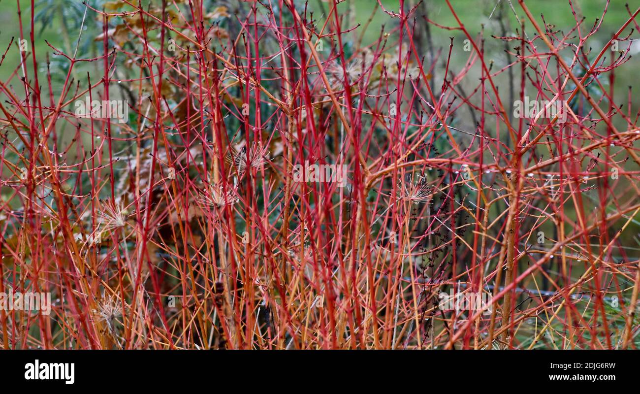 Red cornus alba showing vivid stems with no foliage in winter Stock ...
