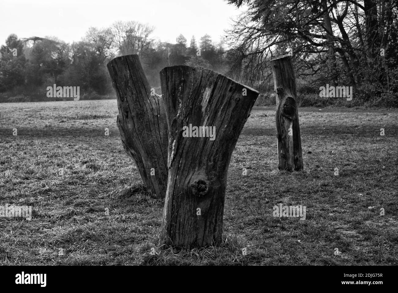 Three stumps Black and White Stock Photos & Images - Alamy