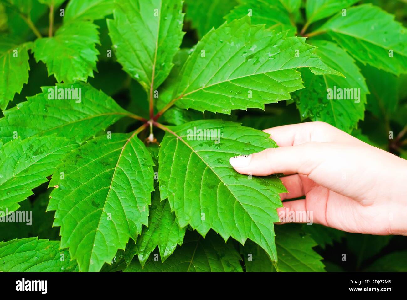 leaf in a hand with leaves background Stock Photo - Alamy