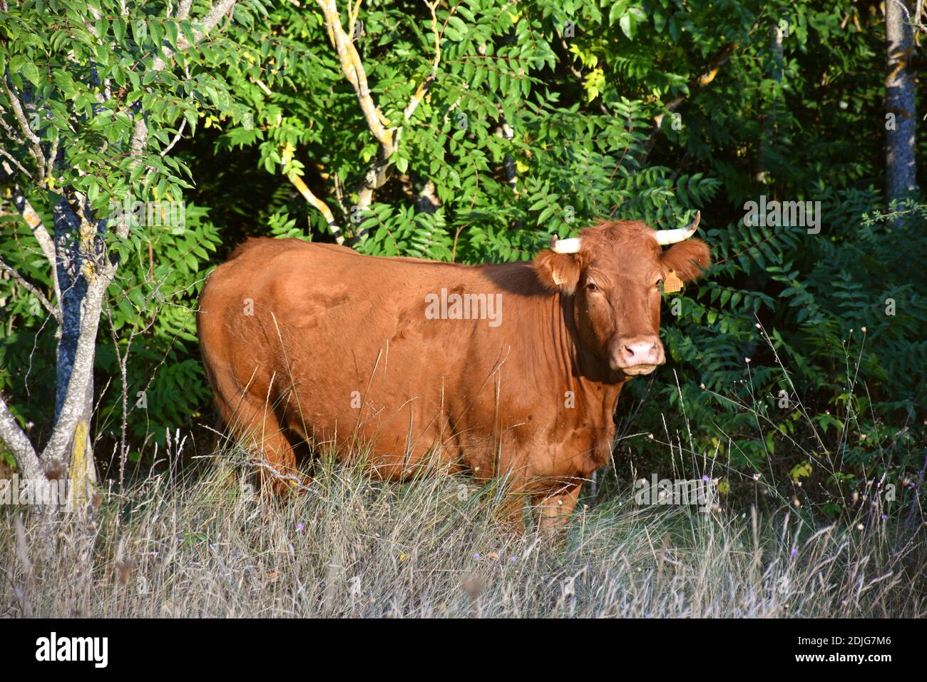 Beautiful cow large horns hi-res stock photography and images - Alamy