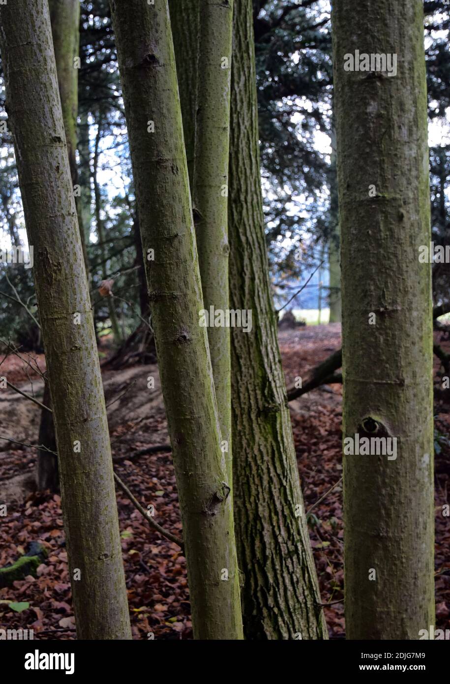group of tree trunks, suffolk england Stock Photo - Alamy