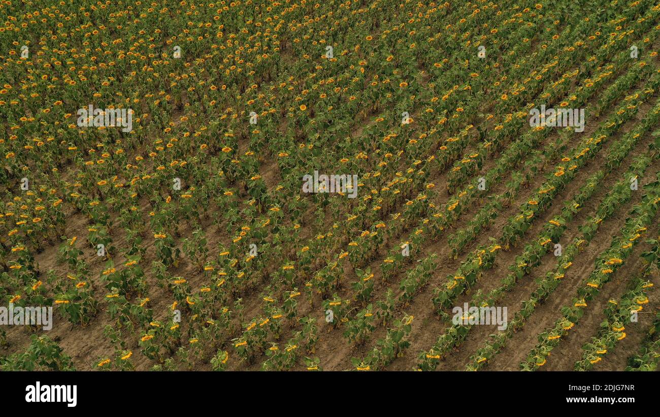 Aerial view of a big sunflower field blooming with a beautiful golden ...