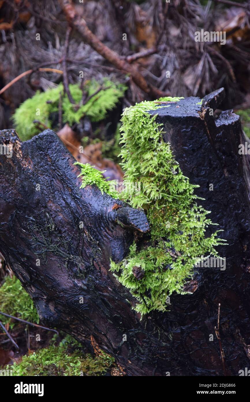 Damp rotting wood hi-res stock photography and images - Alamy