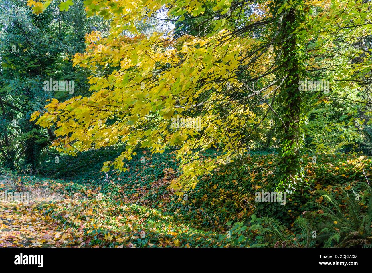 Yellow autumn leaves adorn branches of a tree in Seatac, Washington ...
