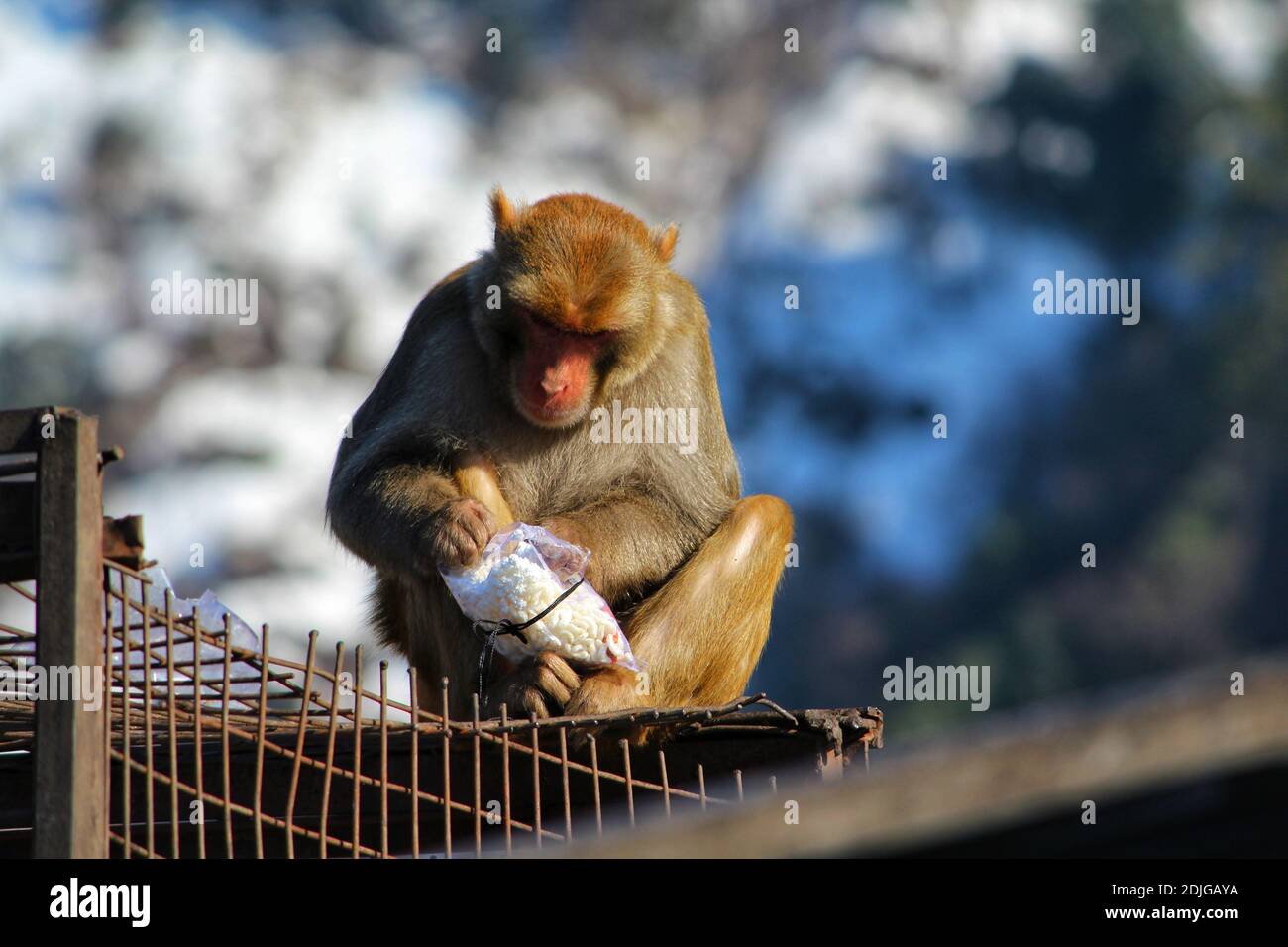 Primate activity hi-res stock photography and images - Alamy