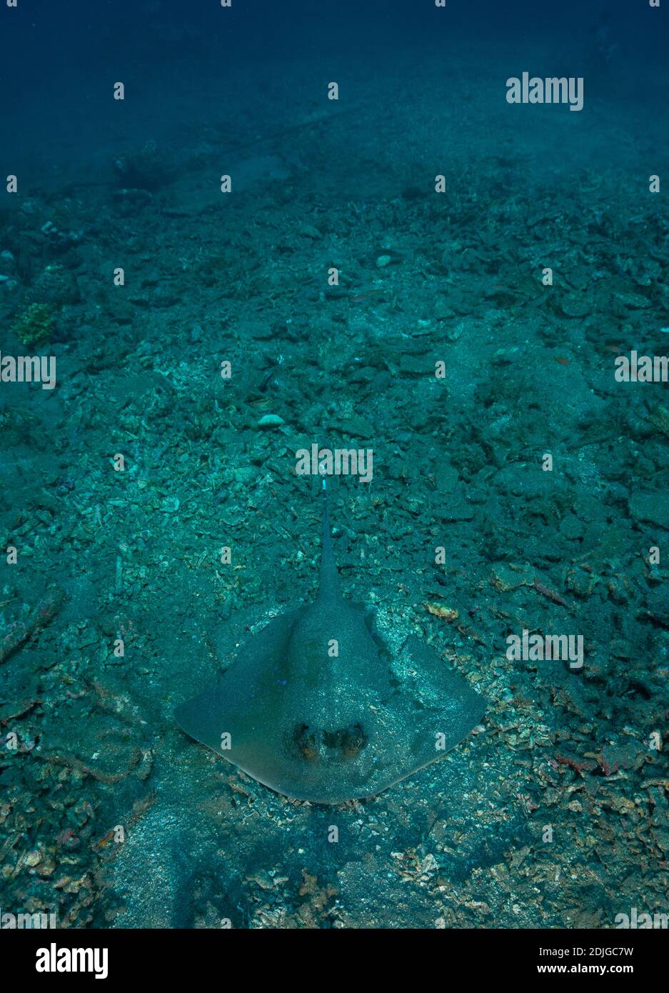 Blue Spotted Sting Ray photographed during Scuba Diving in Bali ...