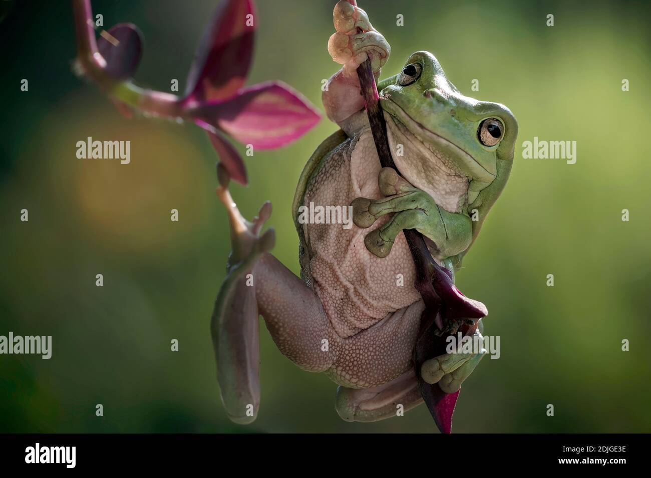 Dumpy tree frog animals hi-res stock photography and images - Alamy