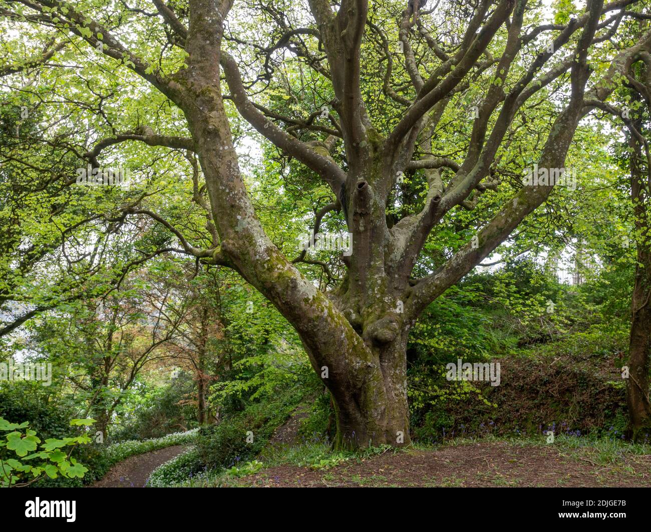 Twisted beech tree fagus sylvatica hi-res stock photography and images ...