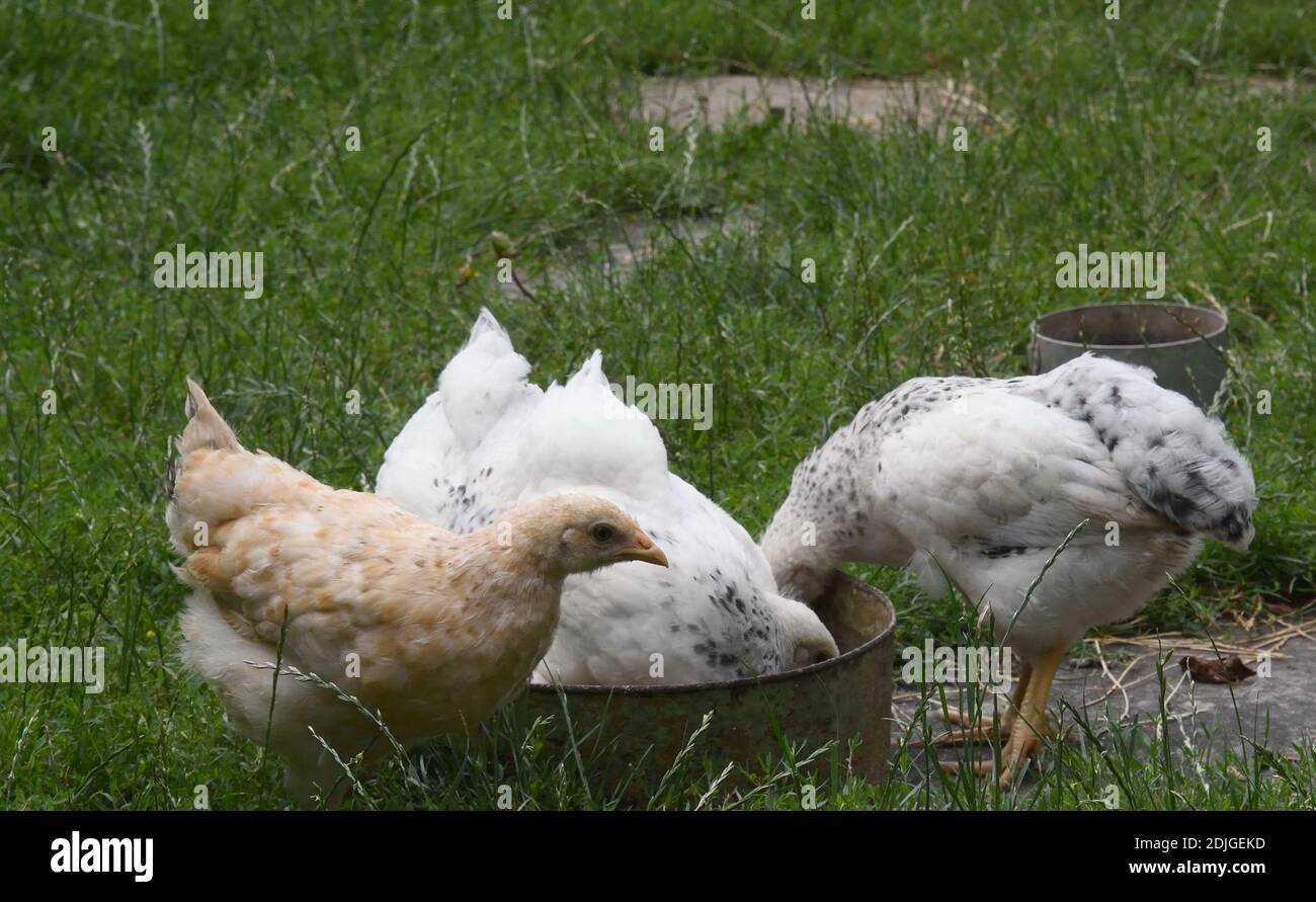 White and yellow feather chickens peck grain from feeder at farm lawn ...