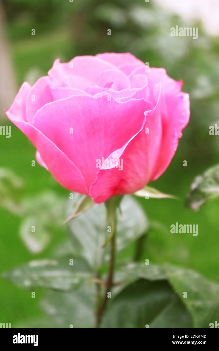 Beautiful pink rose in a garden Stock Photo - Alamy