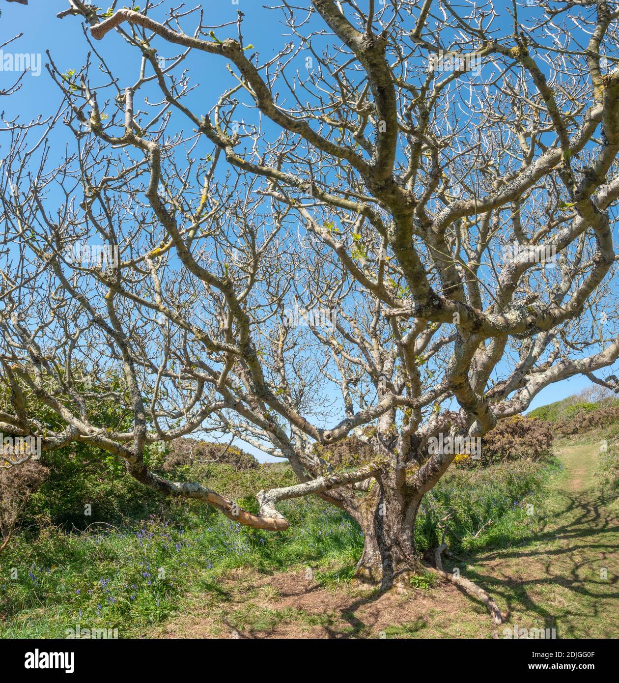 Old ash tree hi-res stock photography and images - Alamy