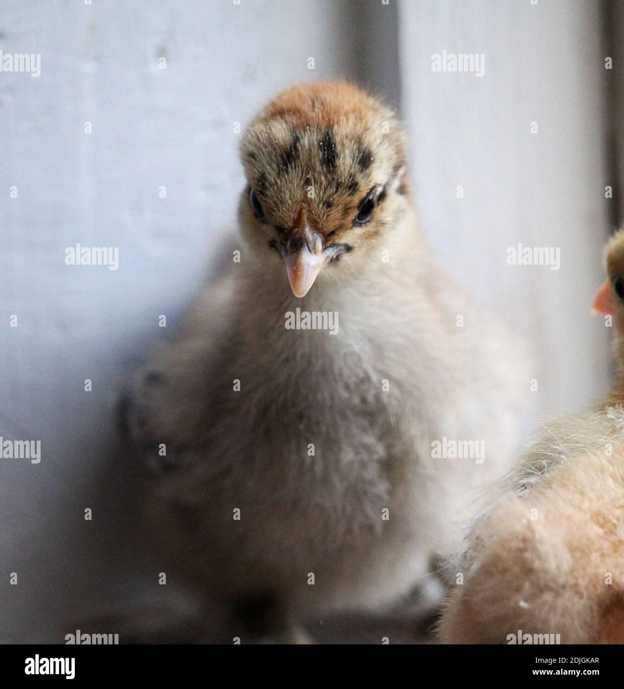 Pekin bantam chicken hi-res stock photography and images - Alamy