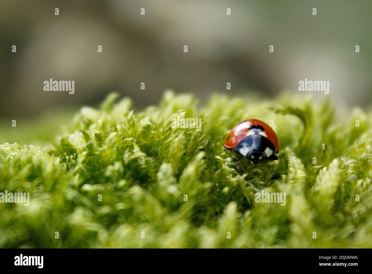Moose Beetle High Resolution Stock Photography and Images - Alamy