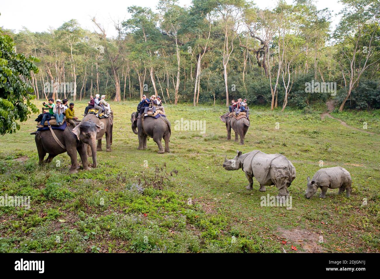 Trained elephant hi-res stock photography and images - Alamy