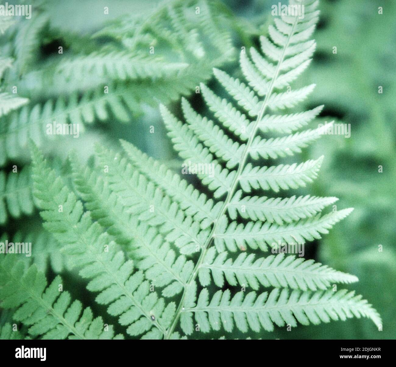 Morton triangle hi-res stock photography and images - Alamy