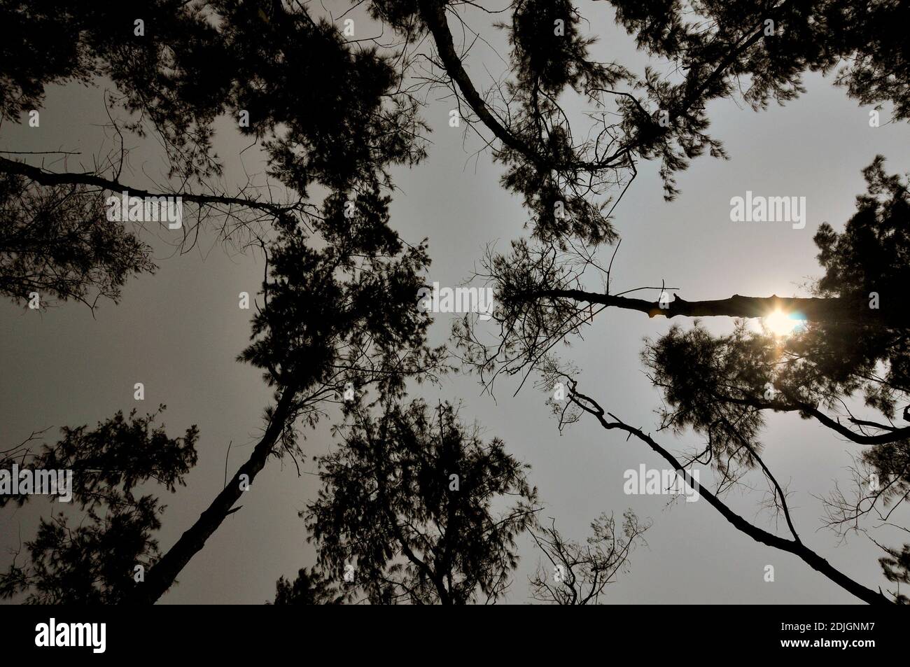 treescape and sun abstract photo Stock Photo - Alamy
