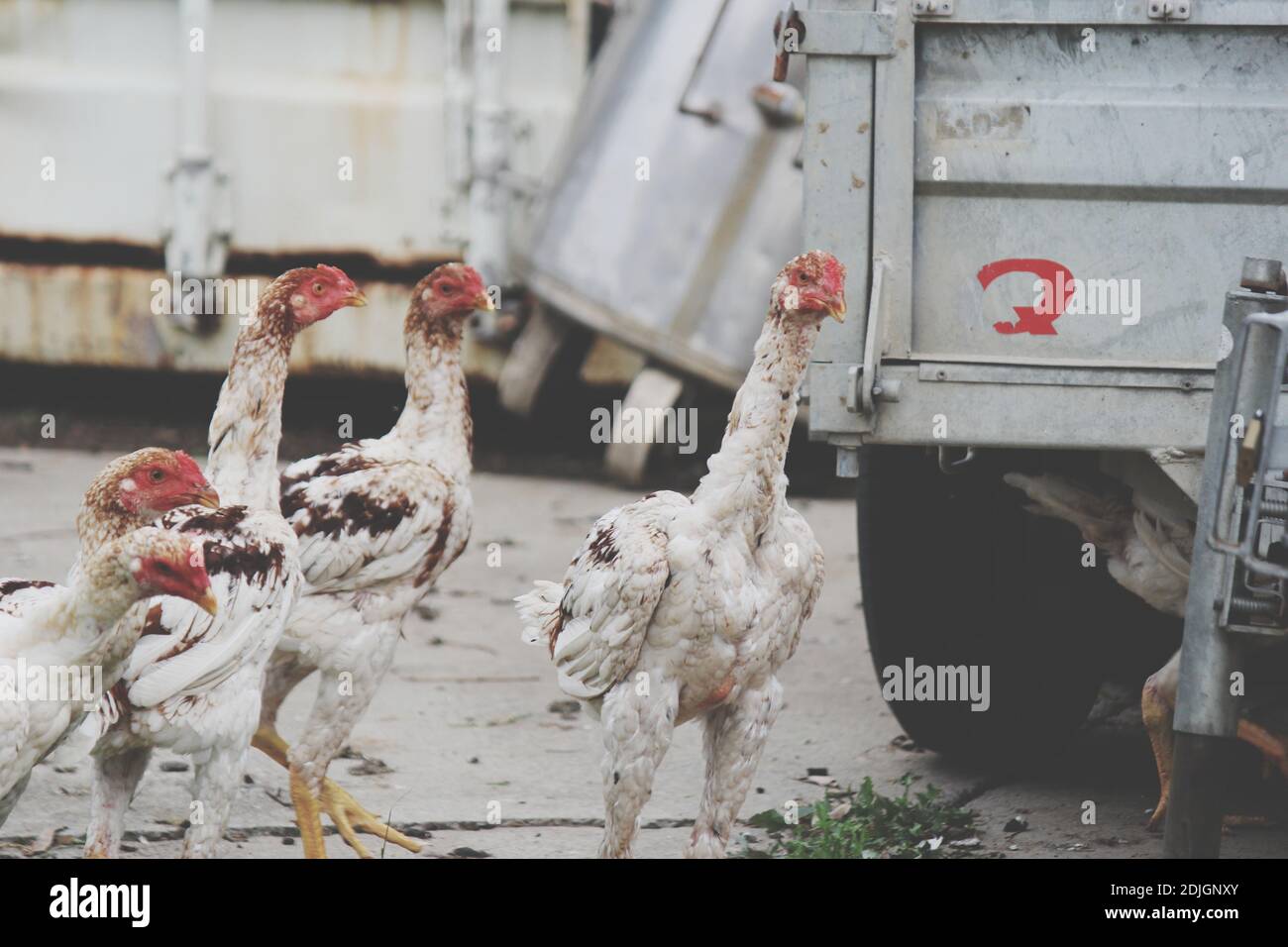 Australian poultry hi-res stock photography and images - Alamy