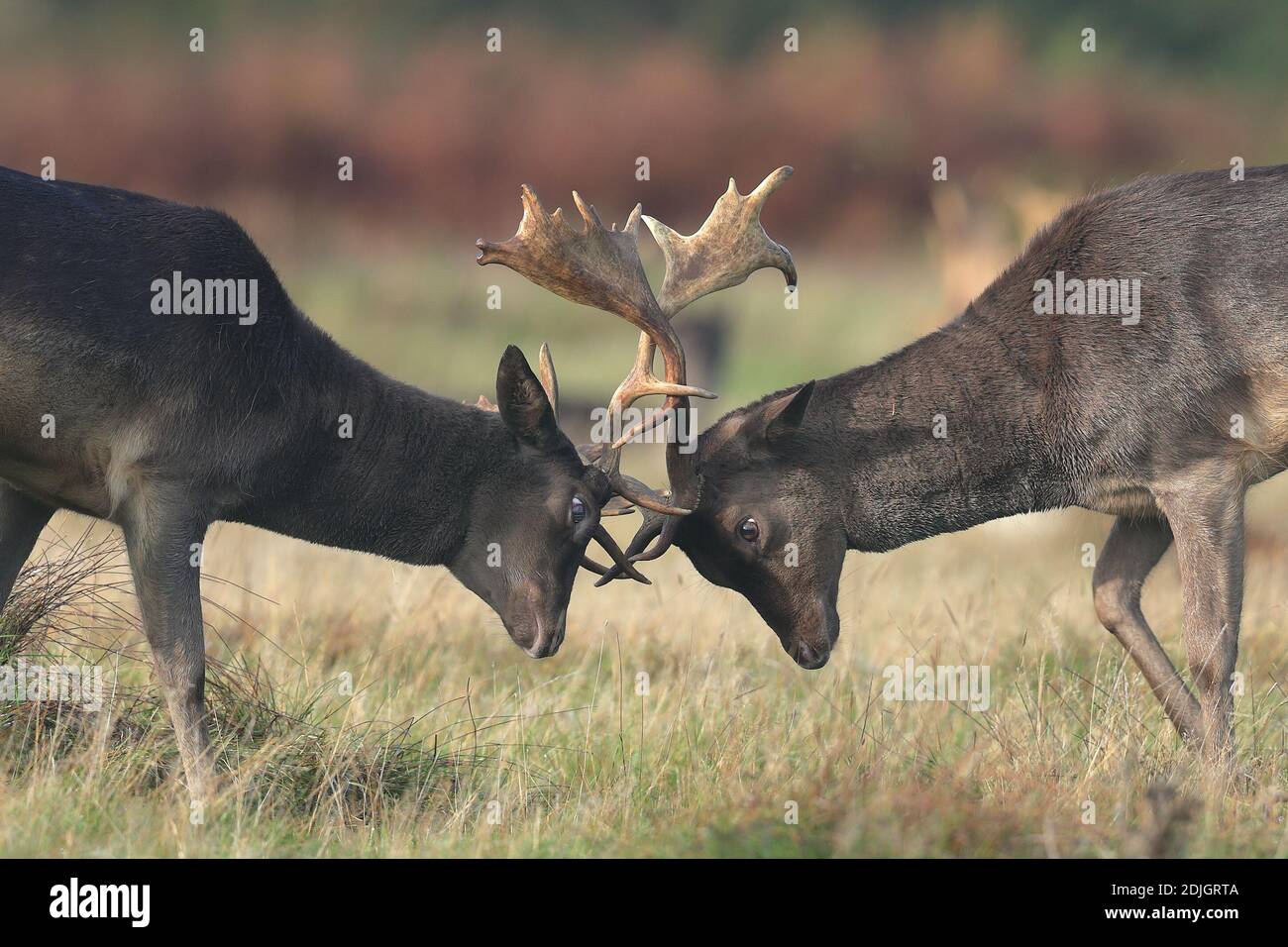 Two deer conflict hi-res stock photography and images - Alamy