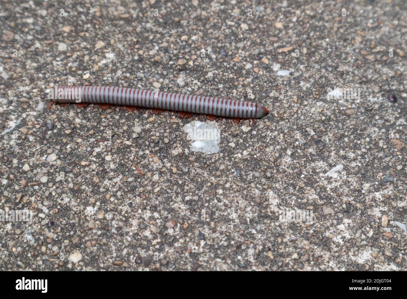 What do millipedes eat hi-res stock photography and images - Alamy
