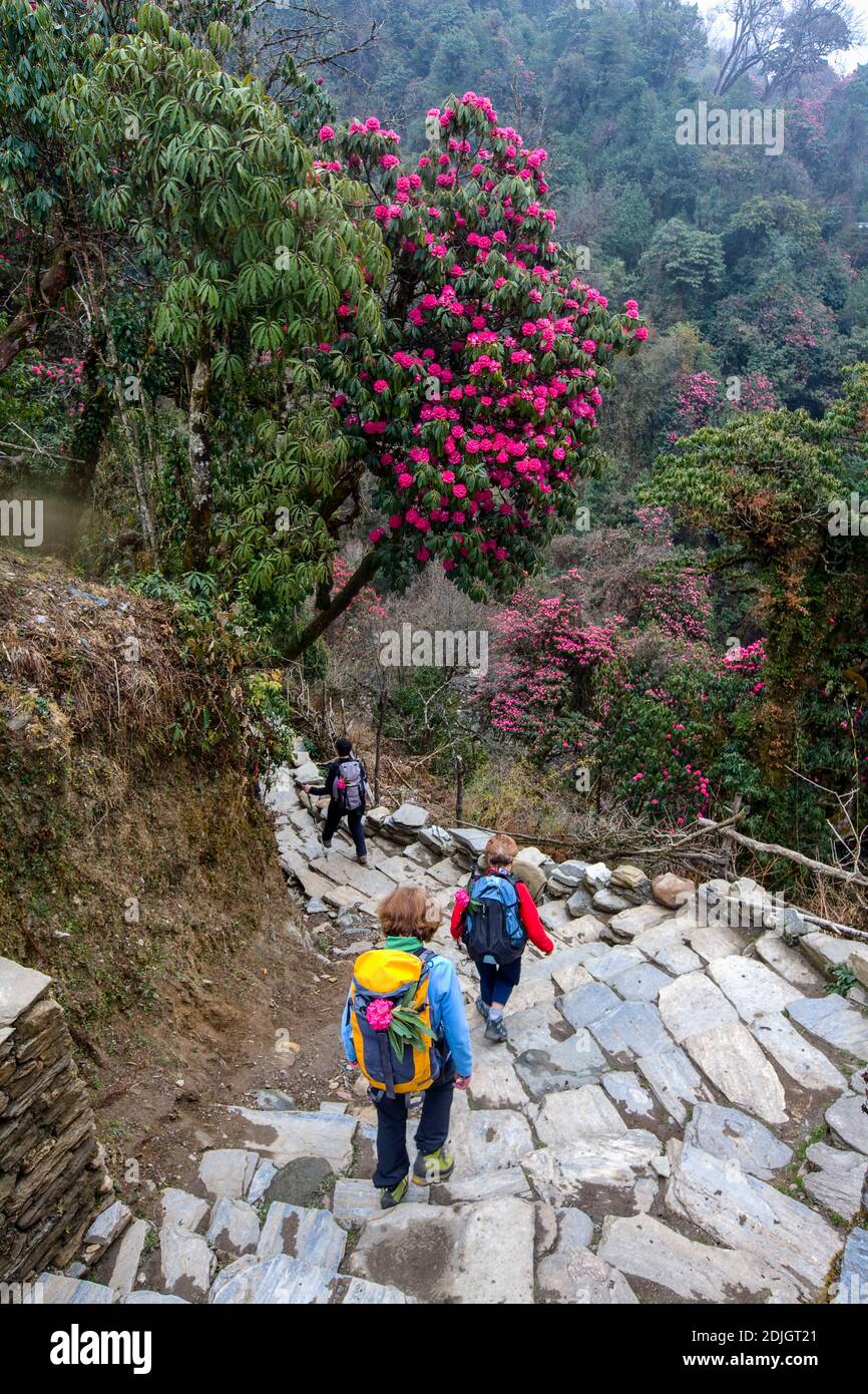 National flower of nepal hi-res stock photography and images - Alamy