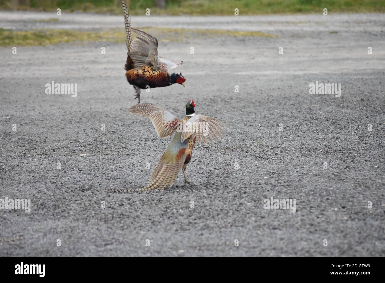 Fighting Pheasants High Resolution Stock Photography and Images - Alamy