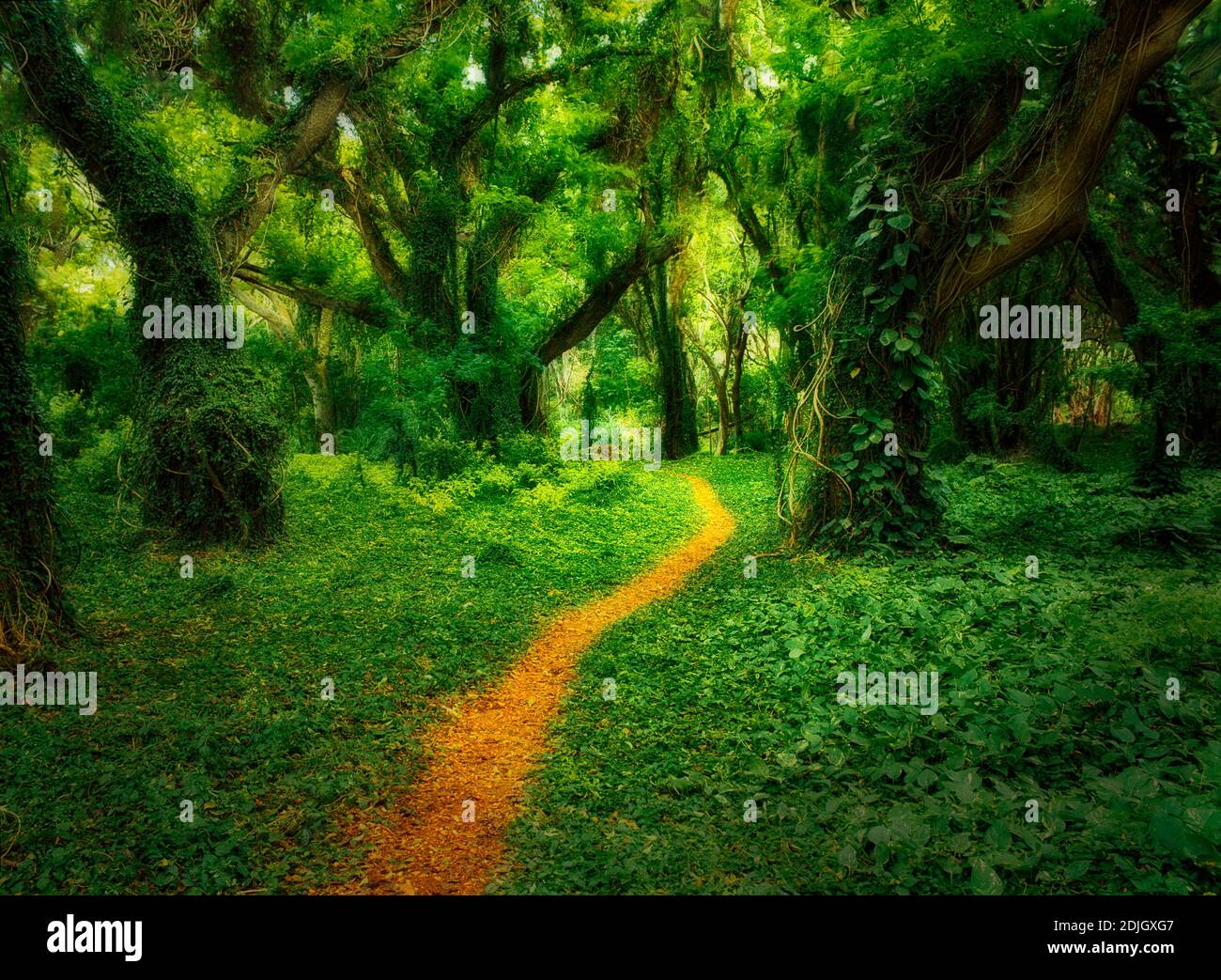 Trail through rainforest. Maui, Hawaii Stock Photo - Alamy