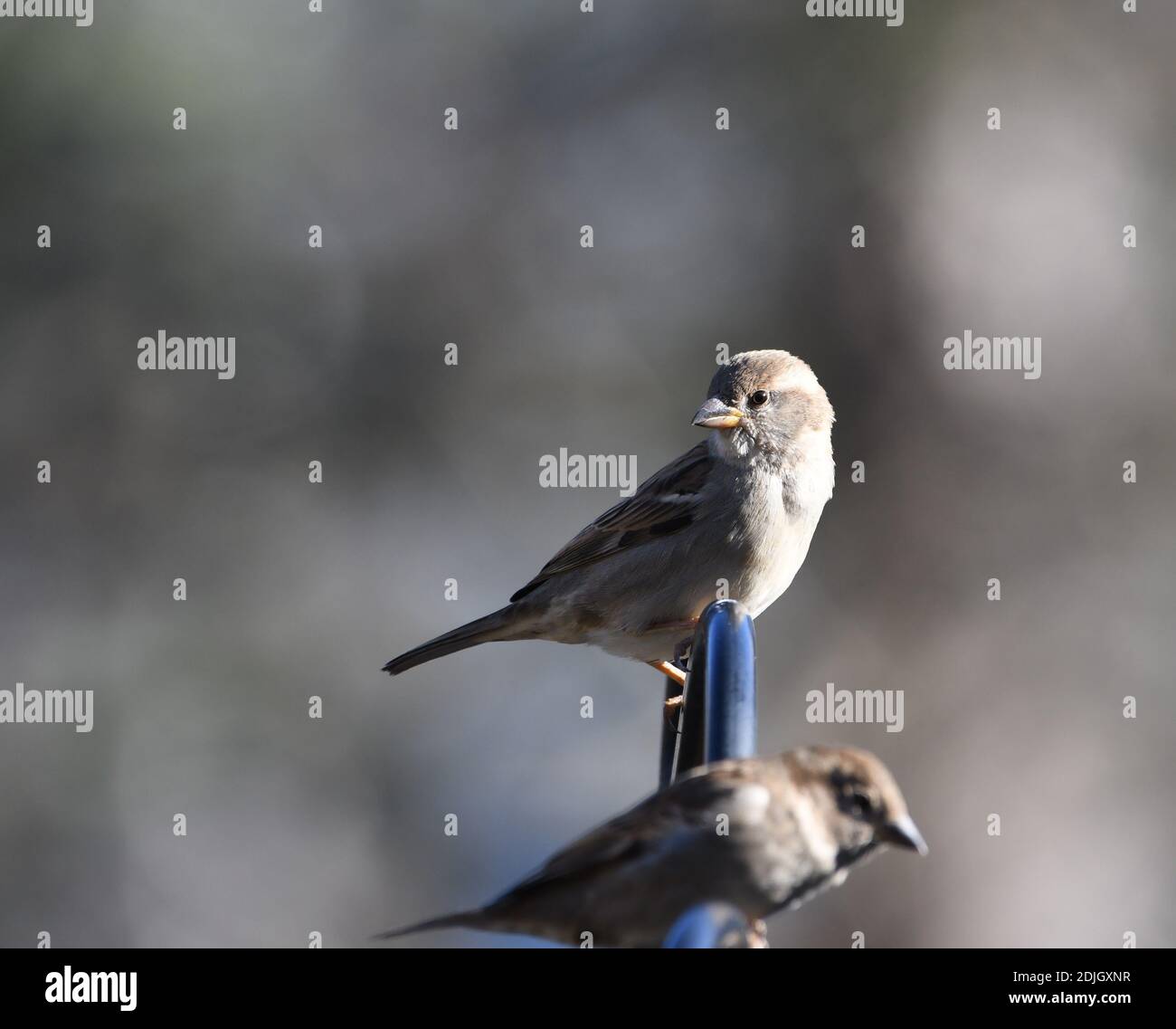 House Sparrow Mating High Resolution Stock Photography and Images - Alamy