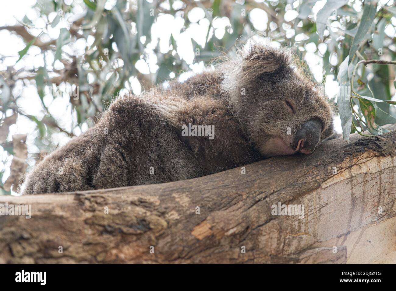 Children australian outback hi-res stock photography and images - Alamy