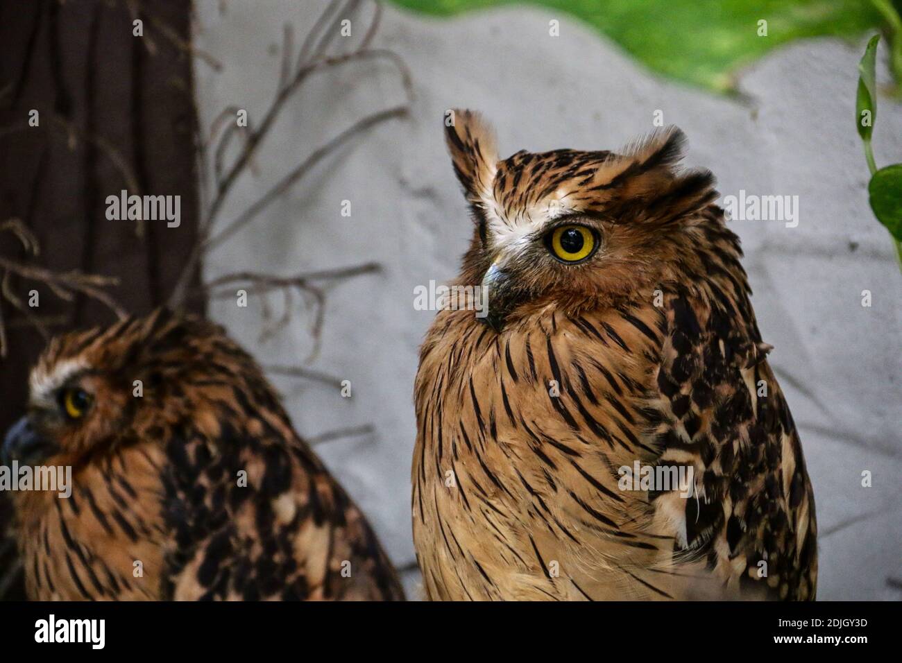 Owl hunting fish hi-res stock photography and images - Alamy