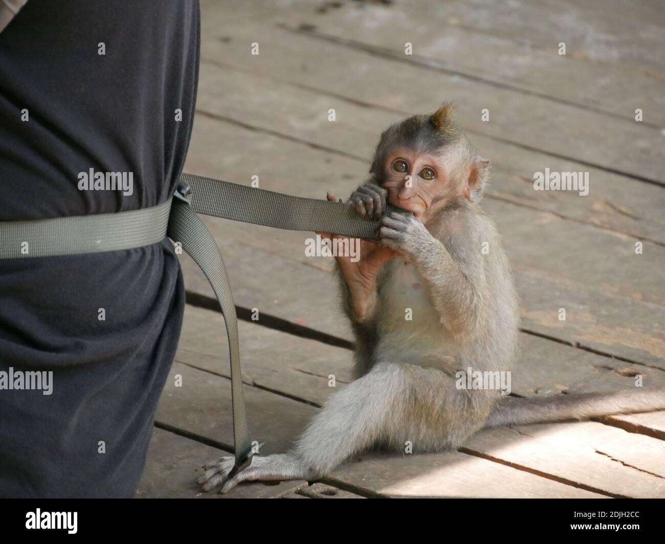 Animal belt hi-res stock photography and images - Alamy