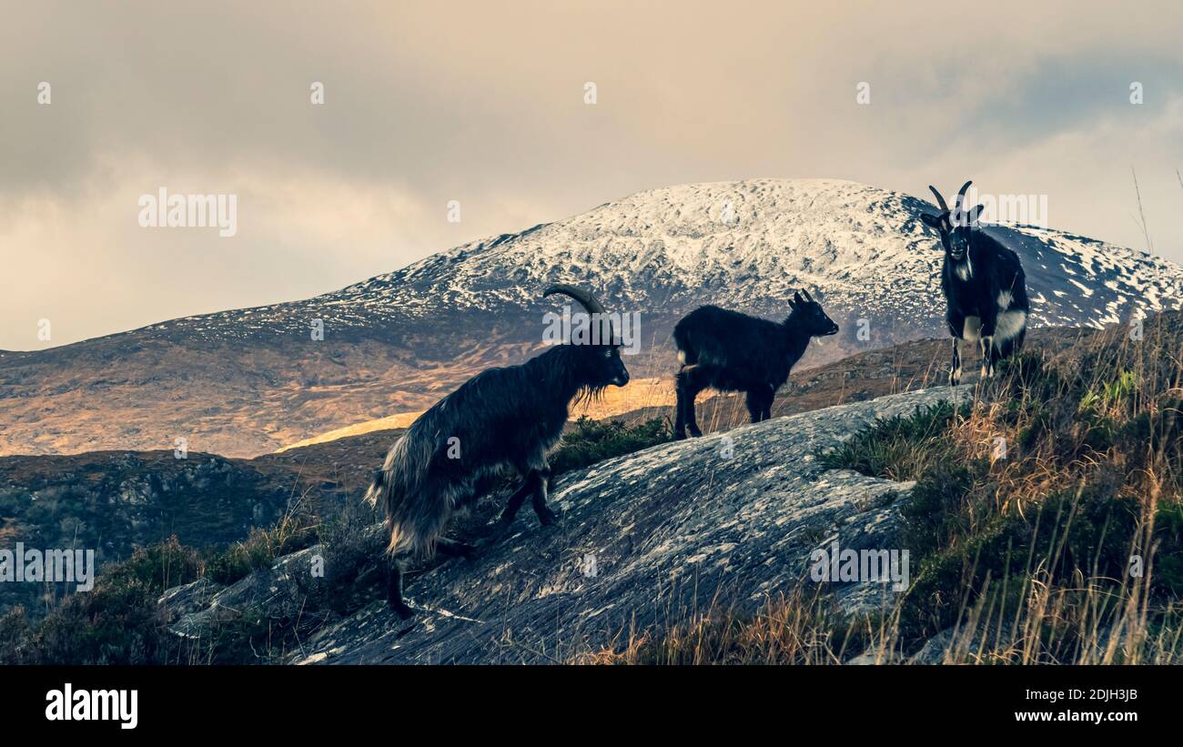 Mountain goats in the Ireland mountain Stock Photo - Alamy