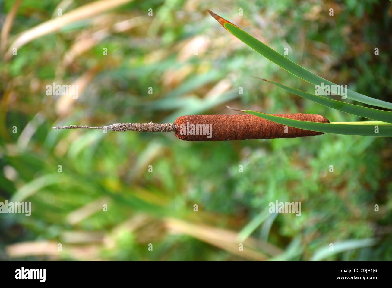Typha angustifolia with its bulrush in the canyon of the River Lobos ...