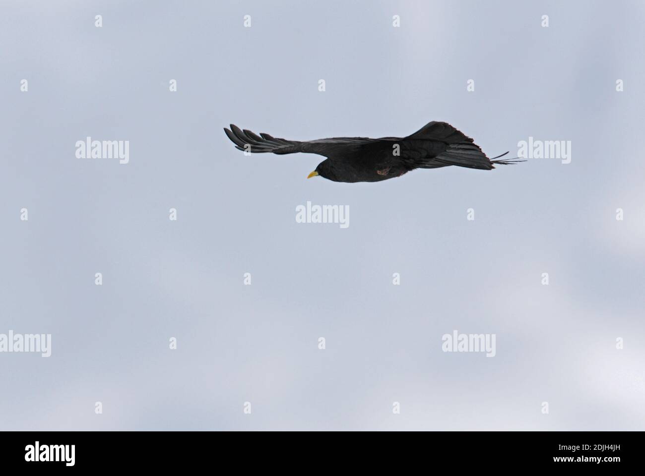 Alpine Chough (Pyrrhocorax graculus) adult in flight Georgia May Stock ...