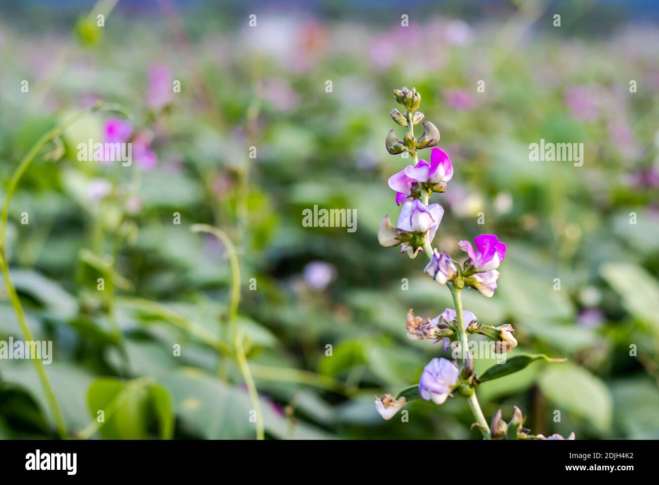 Close up shot of green beans buds and blooming pink and white flower ...