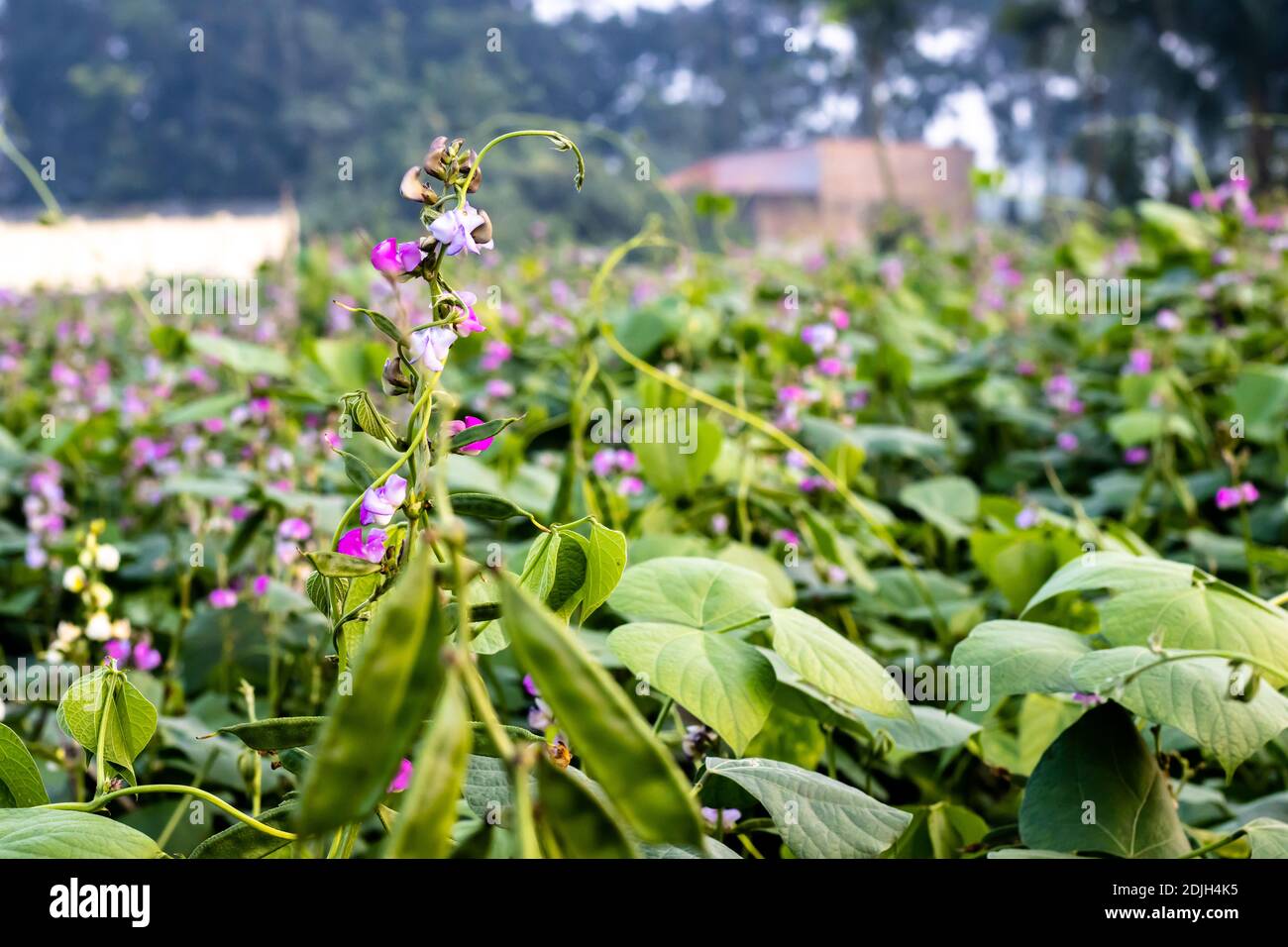 Green common beans with flowers growing on the loft in Bangladesh Stock ...