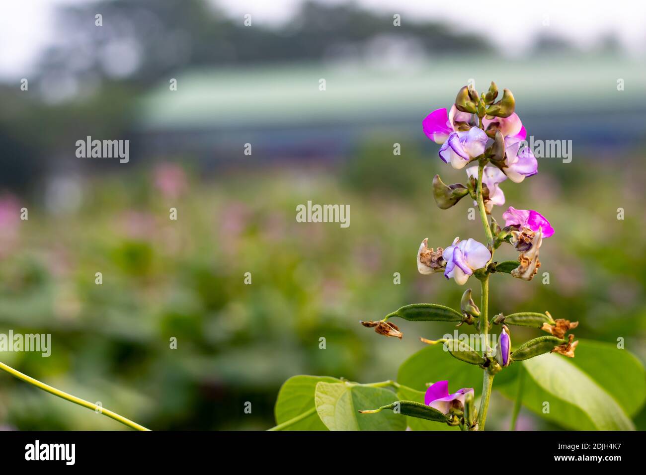 Growing common beans with flower inside the agriculture farm in ...