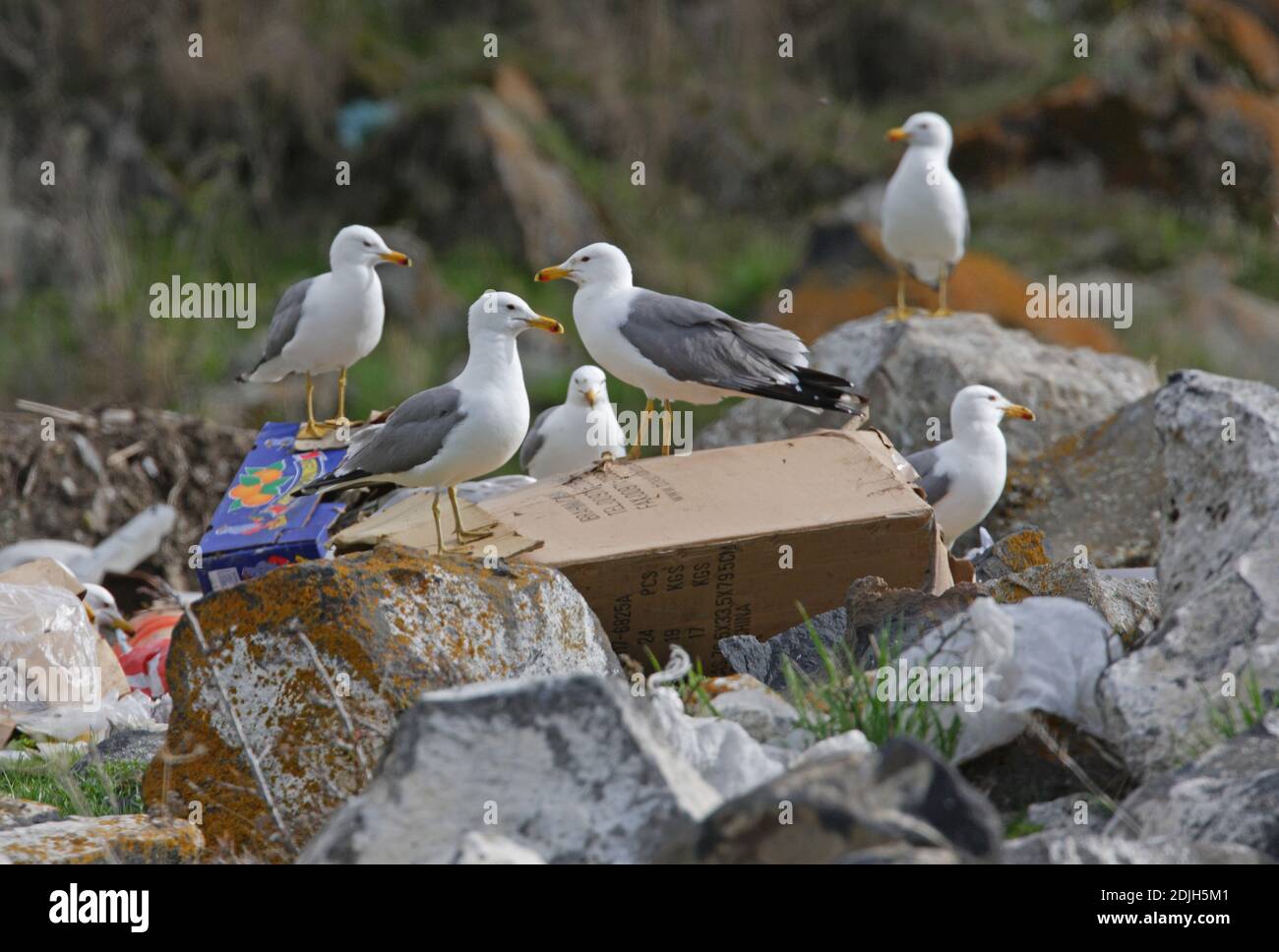 Armenian Gull (Larus armenicus) adults feeding at rubbish dump Lake ...